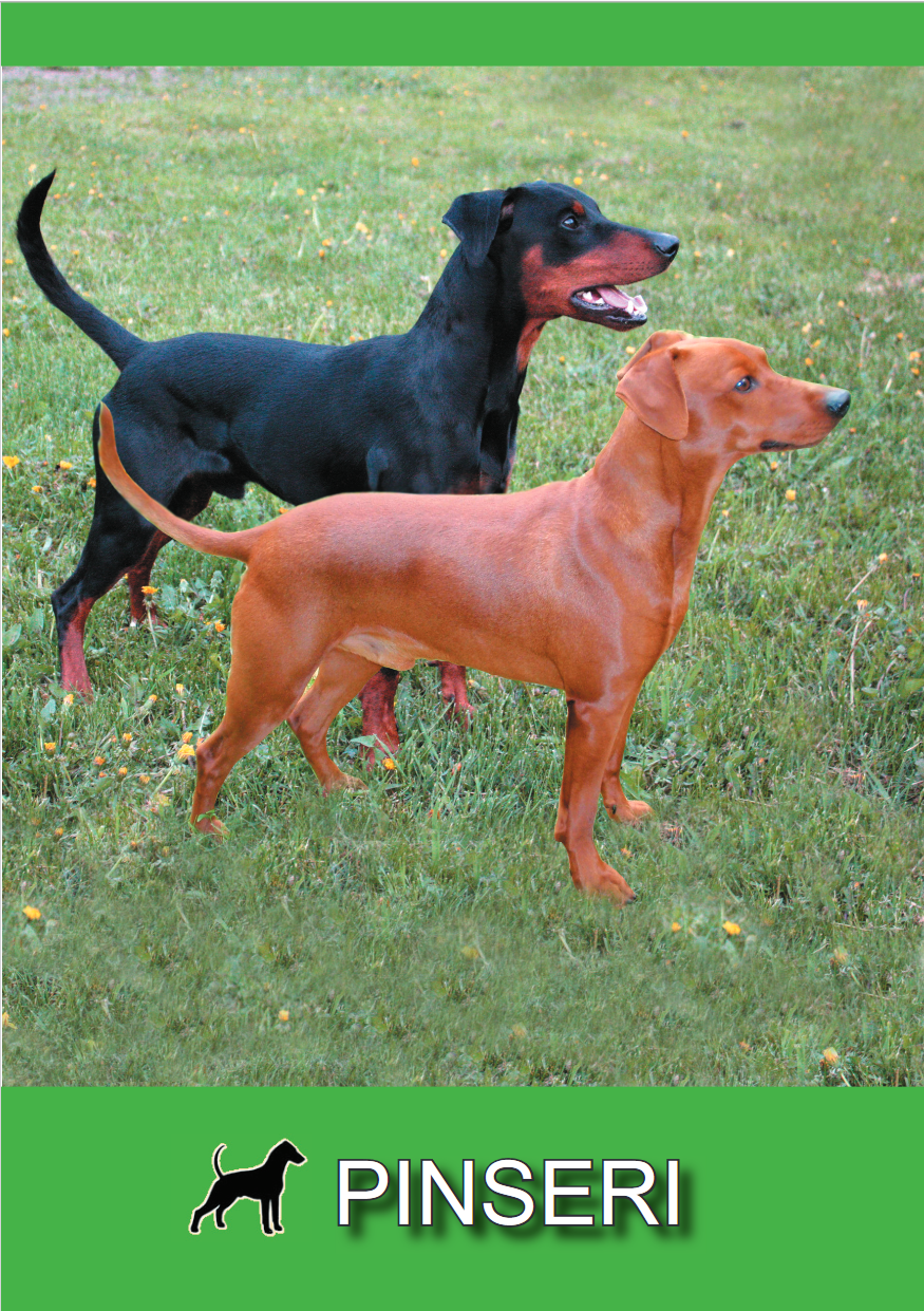 Pentueet - Pinserit ry